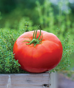 WILLVINE NBIR-25 Big Daddy' Red Slicing Tomato Seeds Seed Price in ...