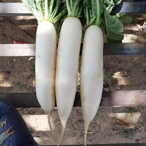 VINTI मूली के बीज White radish Seed Price in India - Buy VINTI मूली के ...