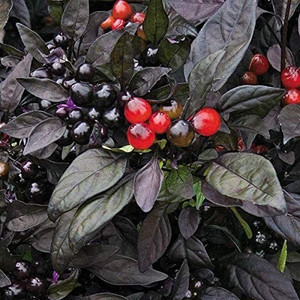 VibeX ® XXL-866 Organic Black Pearl Pepper Seeds Seed Price in India ...