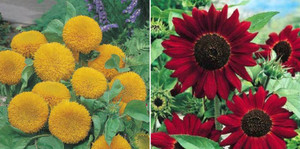 xcentax SUN DWARF SUNGOLD & sunflower red Seed Price in India - Buy ...