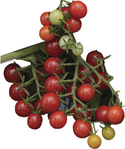 WILLVINE GUA-542 Candyland Red Hybrid Tomato Seeds Seed Price in India ...