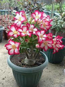 QUEEEN GULU Adenium Plant Price in India - Buy QUEEEN GULU Adenium ...