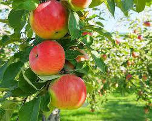 QUEEEN GULU Apple Plant Price in India - Buy QUEEEN GULU Apple Plant ...