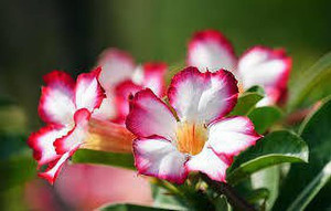 QUEEEN GULU Adenium Plant Price in India - Buy QUEEEN GULU Adenium ...