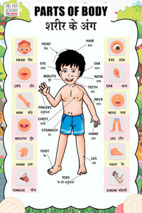 VK_NEED! Parts Of Body WALL CHART (12X18 INCH) WITH LAMINATED FOR QUICK ...
