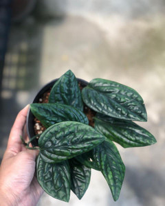 littlle jungle Monstera Deliciosa Plant Price in India - Buy littlle ...