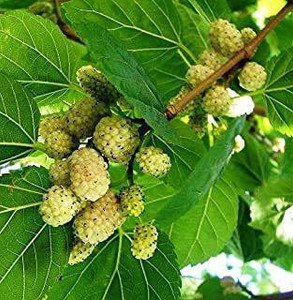 FURYHUB Shahtoot/Mulberry Plant Price in India - Buy FURYHUB Shahtoot ...