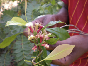 EliteGreen Clove Plant Price in India - Buy EliteGreen Clove Plant ...