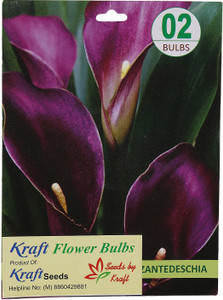 Kraft Seeds Zentedeschia Cala Lilly Flower Bulb Seed Price in India ...