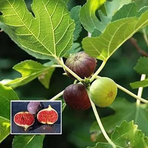VANASPATI UDYAN Gular/Cluster Fig Plant Price in India - Buy VANASPATI ...