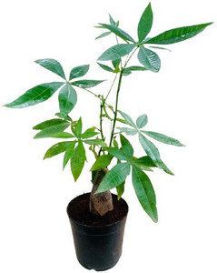 Pi Agro Farms Knotted Pachira Plant Price in India - Buy Pi Agro Farms ...