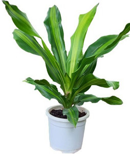 PI AGRO FARMS Dracaena Plant Price in India - Buy PI AGRO FARMS ...