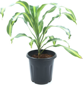 YoursPlants Dracaena Plant Price in India - Buy YoursPlants Dracaena ...