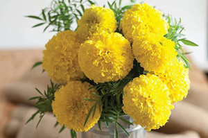 KANAYA African Marigold/ Gainda Flower Seed Price in India - Buy KANAYA ...