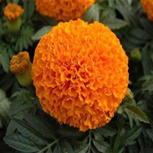 KANAYA African Marigold/ Gainda Flower Seed Price in India - Buy KANAYA ...