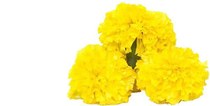 KANAYA African Marigold/ Gainda Flower Seed Price in India - Buy KANAYA ...