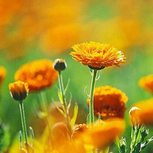 KANAYA African Marigold/ Gainda Flower Seed Price in India - Buy KANAYA ...