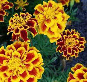 KANAYA African Marigold/ Gainda Flower Seed Price in India - Buy KANAYA ...