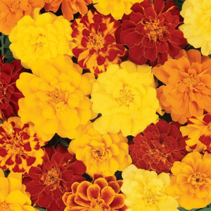 KANAYA African Marigold/ Gainda Flower Seed Price in India - Buy KANAYA ...