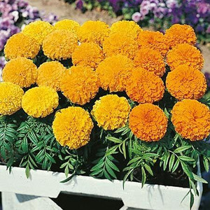 KANAYA African Marigold/ Gainda Flower Seed Price in India - Buy KANAYA ...