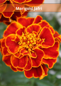 Gromax India Jafri Marigold Flower Seed 100% Germination, Best For Your ...