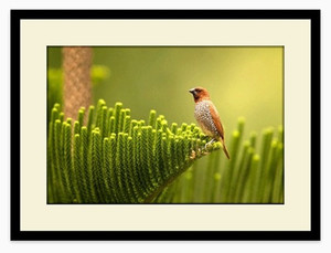 Bello MDF Inside Fitting Photo Frame Price in India - Buy Bello MDF ...