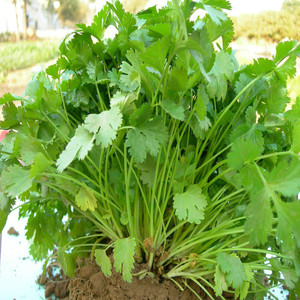 Durga Seeds Coriander Seed Price in India - Buy Durga Seeds Coriander ...