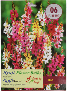 Kraft Seeds Ixia Flower Bulbs Mix (6 Bulbs) by Kraft Seeds Seed Price ...