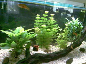 Vasu World Aquarium Tree Plant Seeds Seed Price in India - Buy Vasu ...