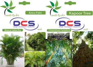 DCS Areca Palm and Kapoor Tree Seed Price in India - Buy DCS Areca Palm ...
