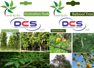 DCS Australian teak & Babool tree seeds Seed Price in India - Buy DCS ...