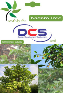 DCS Anthocephalus Kadamba Seed Price in India - Buy DCS Anthocephalus ...