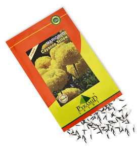 Pyramid Seeds Flower Seed Price in India - Buy Pyramid Seeds Flower ...