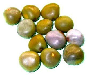 ShubhBhakti Sagar Goti - Latakaranj Seed Price in India - Buy ...