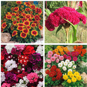 Real Seed Flower Seeds Combo Pack Seed Price in India - Buy Real Seed ...