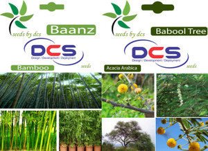 DCS Baanz & Babool tree Seeds Seed Price in India - Buy DCS Baanz ...