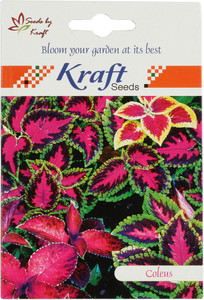 Kraft Seeds Coleus Seeds (Pack of 5) by Kraft Seeds Seed Price in India ...