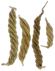 ShubhBhakti Murad Sheng - Indian Screw Fruit Seed Price in India - Buy ...