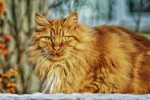 Hapless Cat Photographic Paper - Typography posters in India - Buy art ...