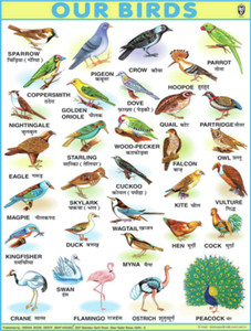 JUMBO BIRDS CHART FOR CHILDREN ( PAPER PRINT) 40 INCH X 54 INCH Paper ...