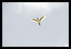 Ibis In Paper Print - PixTopper Artist Community posters - Animals ...