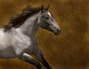 Steel Runner Fine Art Print - Robert Dawson posters - Animals posters ...