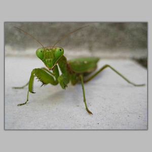 Praying Mantis Poster Photographic Paper - Abstract, Animals, Animation ...
