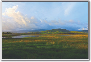 Beautiful Grass Land Amazing Paper Print - Nature posters in India ...
