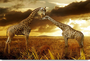 Jiraffe In Jungle Paper Print - Animals posters in India - Buy art ...