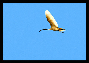 Ibis In Paper Print - PixTopper Artist Community posters - Animals ...