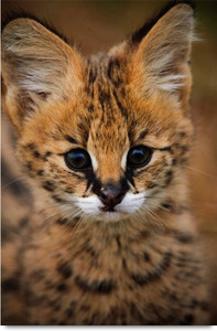 Serval Cat Paper Print - Animals posters in India - Buy art, film ...