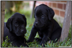 Labra Puppy Dog Poster Paper Print - Animals posters in India - Buy art ...