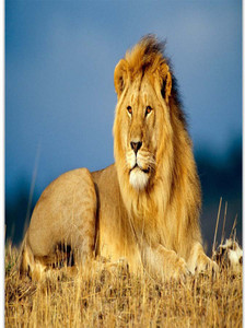 Posterhouzz Silent Lion In Jungle Paper Print - Nature posters in India ...