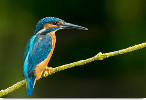 Beautiful Neelkanth Bird Paper Print - Animals posters in India - Buy ...
